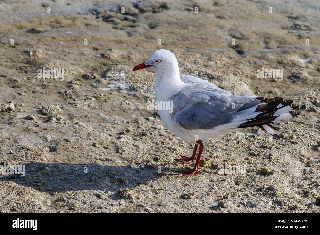 Seagull walking on the beach, Heron Island, Queensland, Australia Stock ...