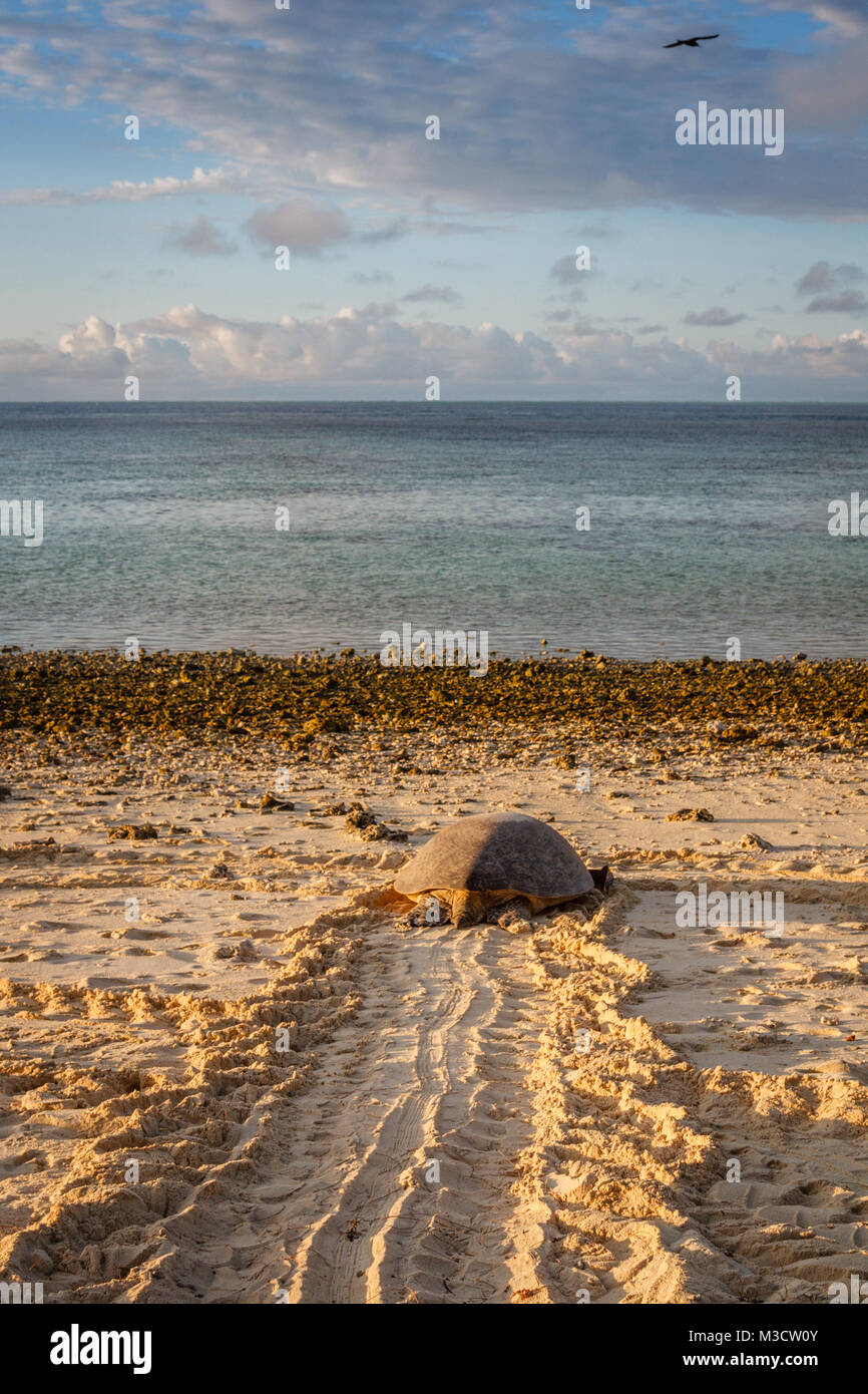 Green Sea Turtle on the beach crawling back to the ocean after nesting ...