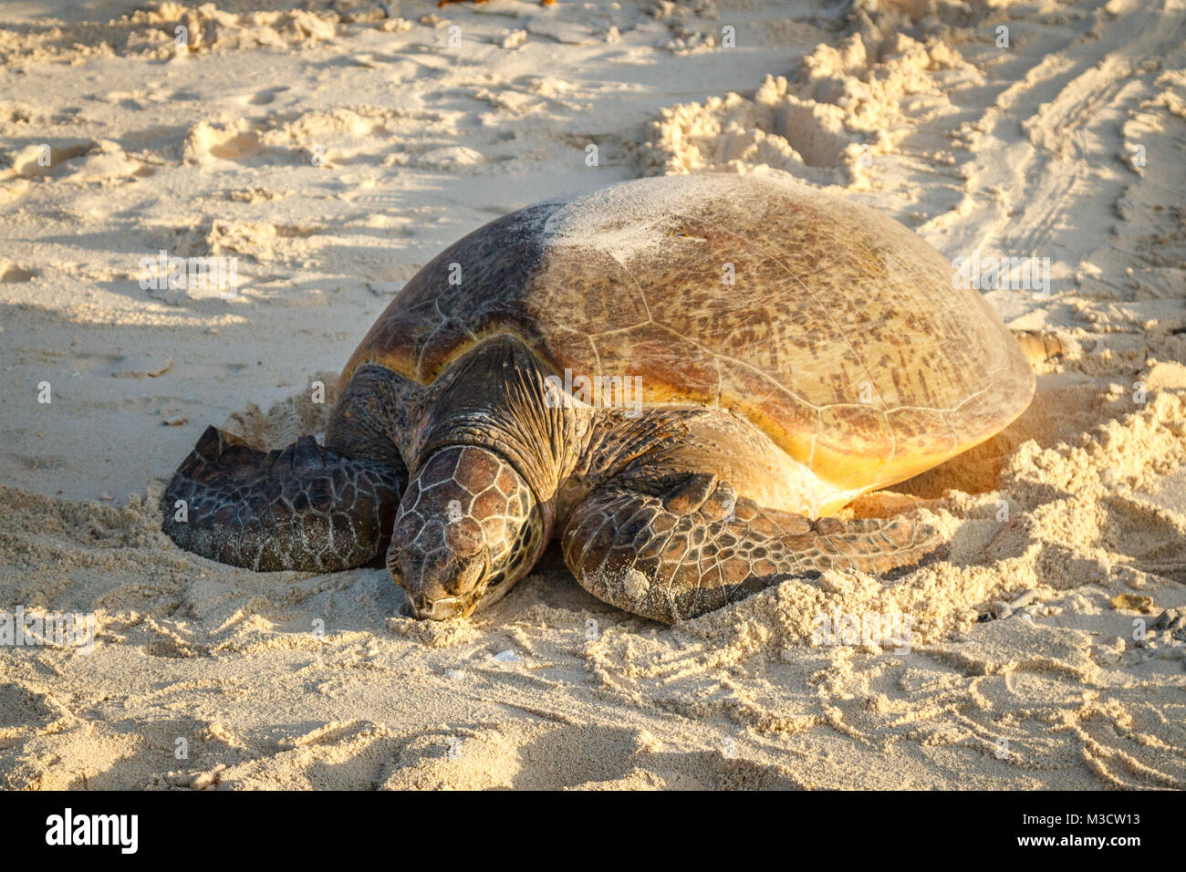 Green Sea Turtle on a beach, Heron Island, Queensland, Australia Stock ...