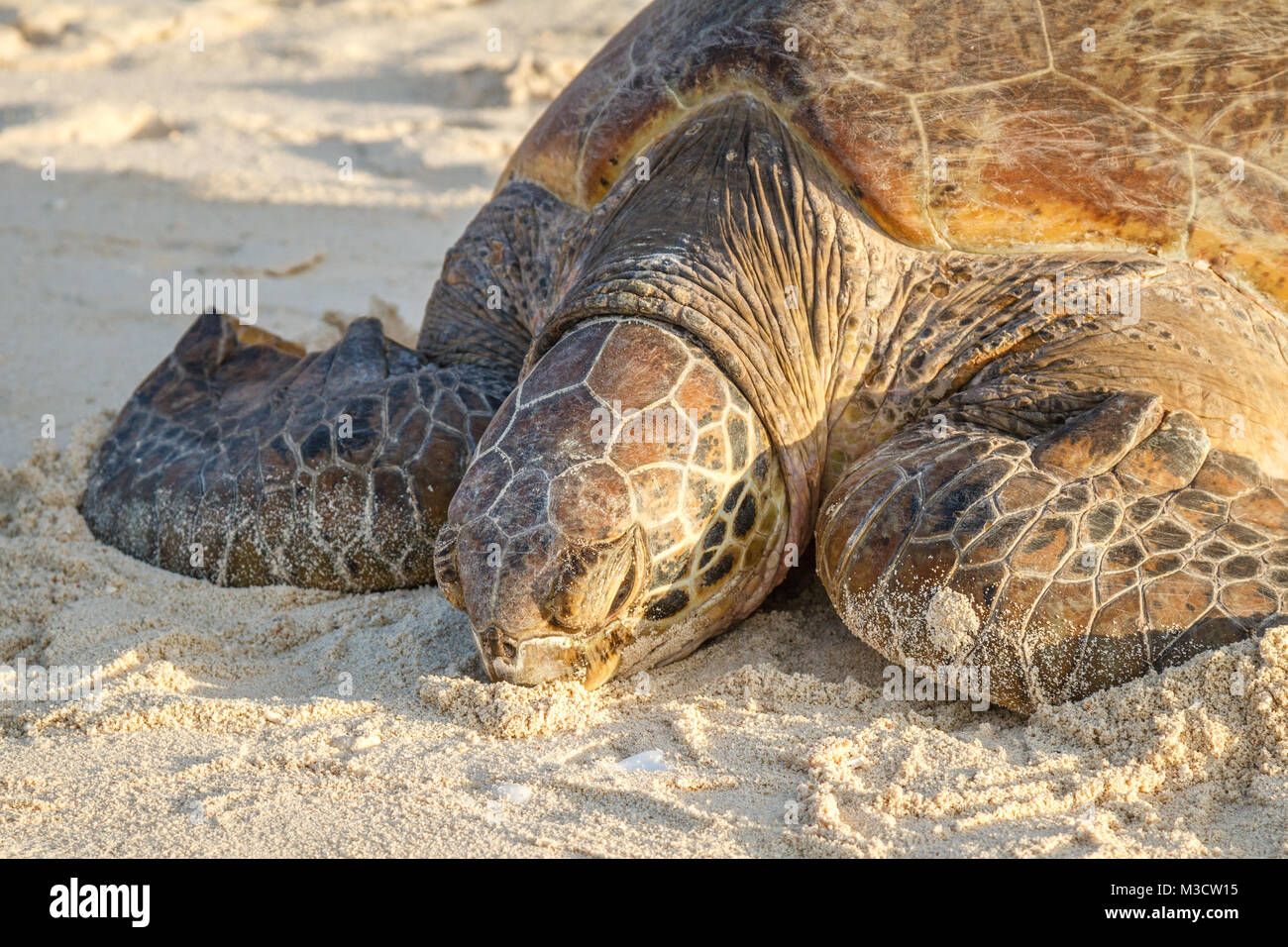 Green Sea Turtle on a beach, Heron Island, Queensland, Australia Stock ...
