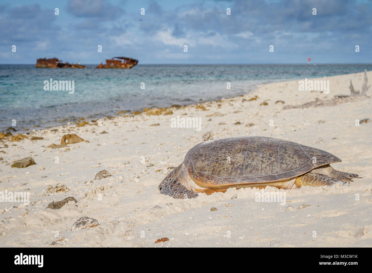 Green Sea Turtle on the beach, Heron Island, Queensland, Australia ...