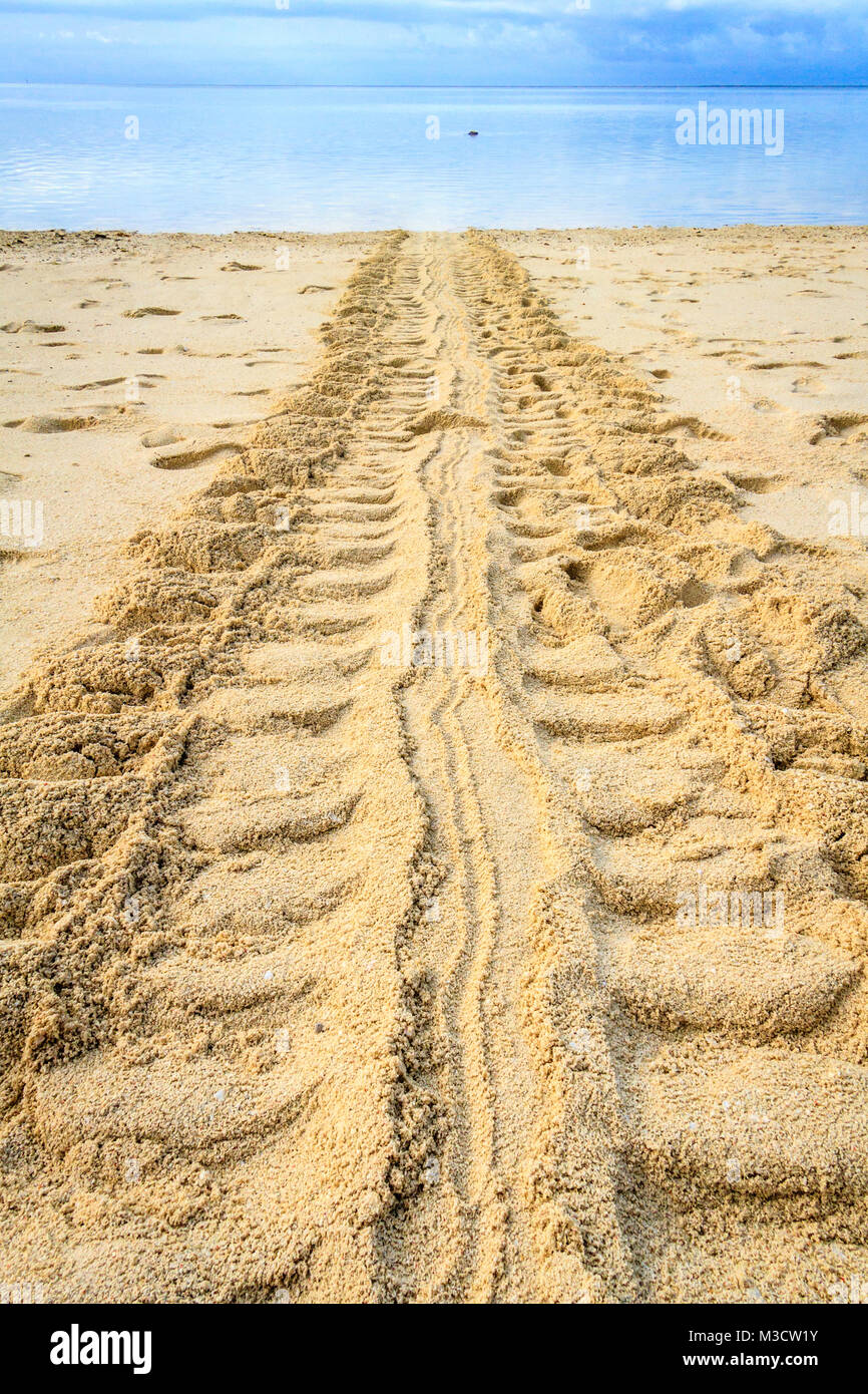 Turtle tracks on the beach, Heron Island, Queensland, Australia ...