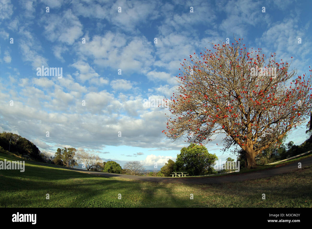 Queensland flame tree hi-res stock photography and images - Alamy