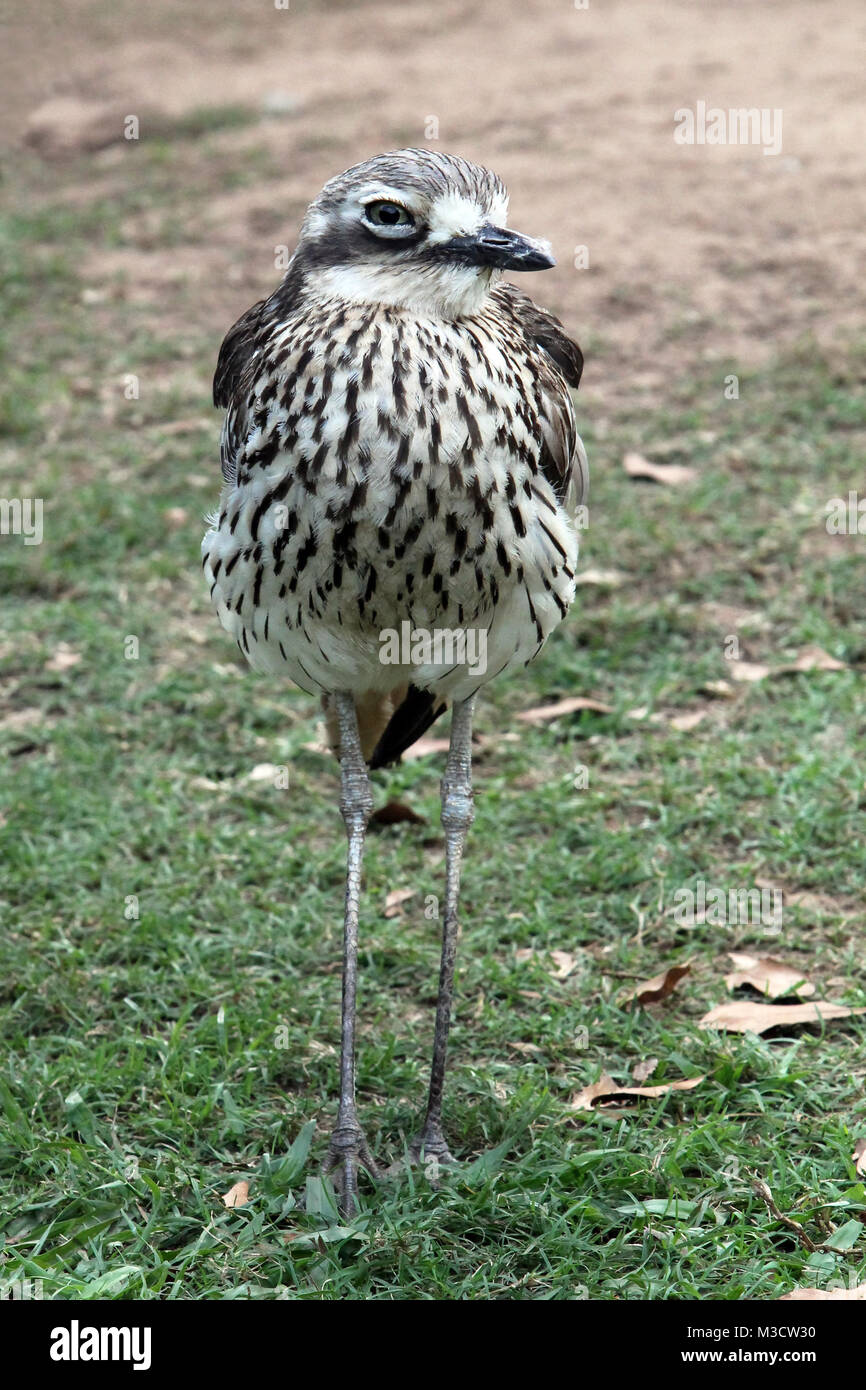 Bush stone-curlew, Queensland, Australia. Full size. Vertical image ...