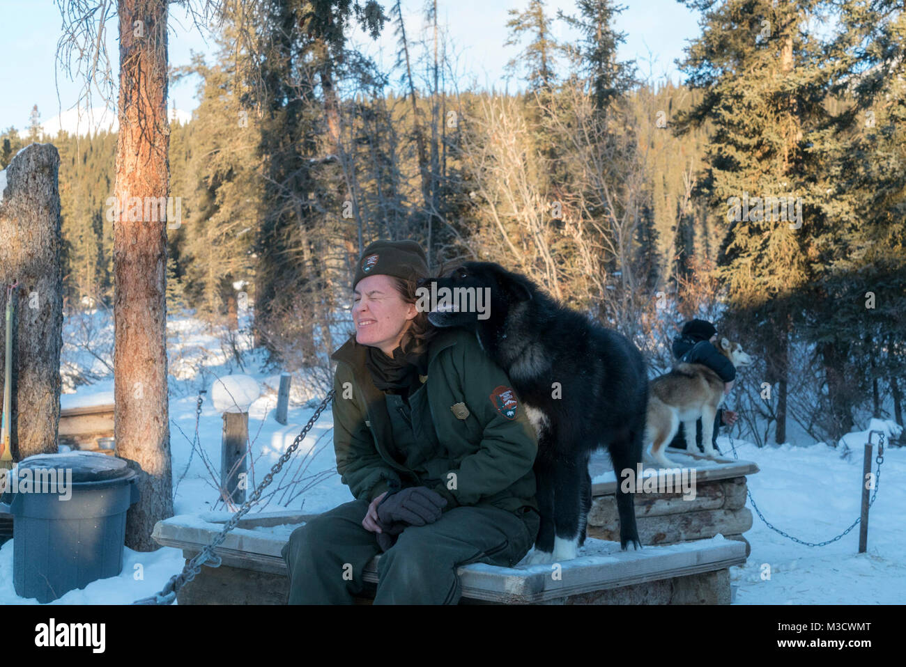 Ranger Julie is lovingly attacked by the Denali sled dog Happy Stock ...