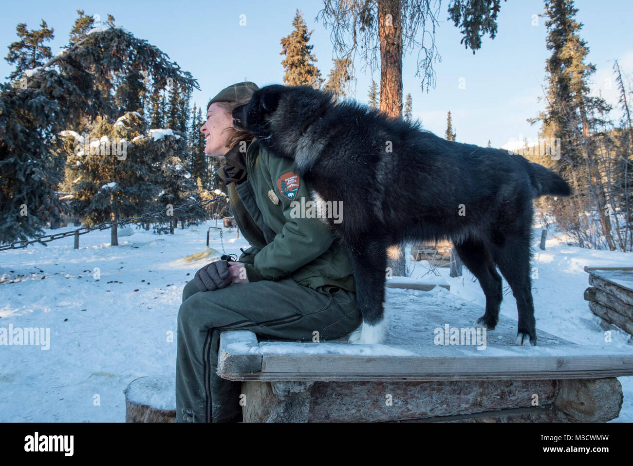 Ranger Julie is lovingly attacked by the Denali sled dog Happy Stock ...