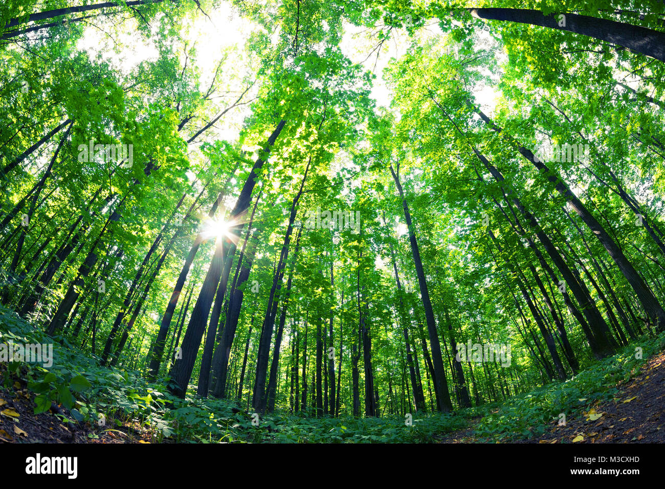 summer fog in the forest. green forest sunlight Stock Photo - Alamy