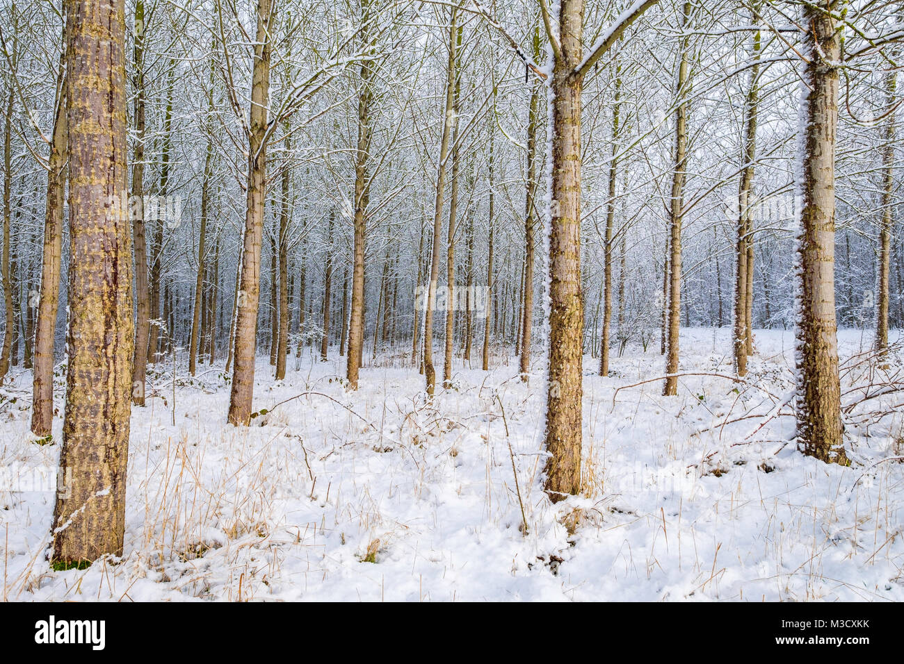 Harsh winter in forest hi-res stock photography and images - Alamy