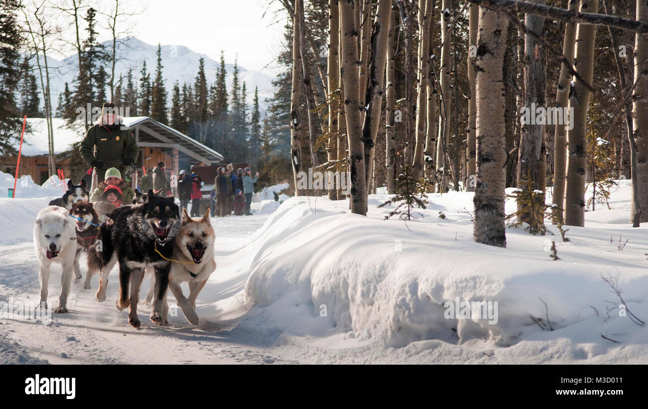 DENA dog mushing Stock Photo - Alamy