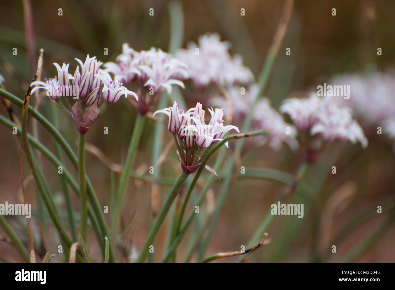 Allium textile hi-res stock photography and images - Alamy