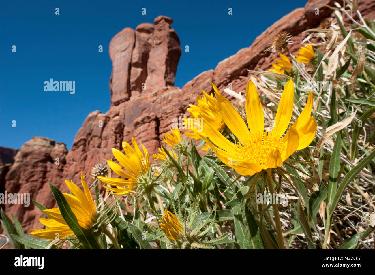 Mules ear flower hi-res stock photography and images - Alamy