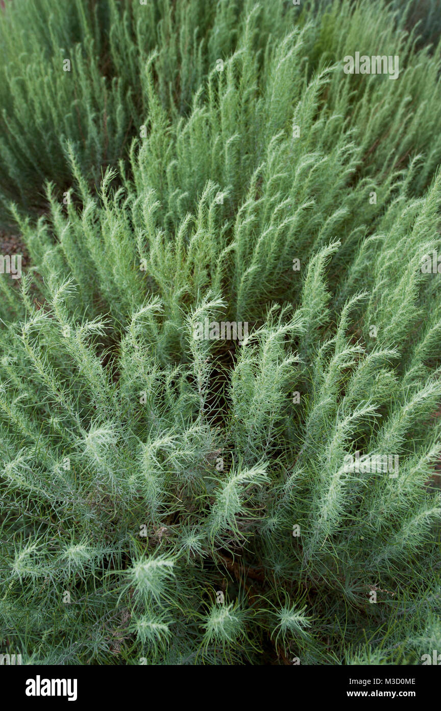 Filifolia hi-res stock photography and images - Alamy