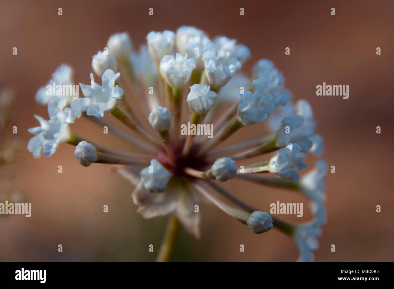 Sand verbena (Abronia fragrans Stock Photo - Alamy