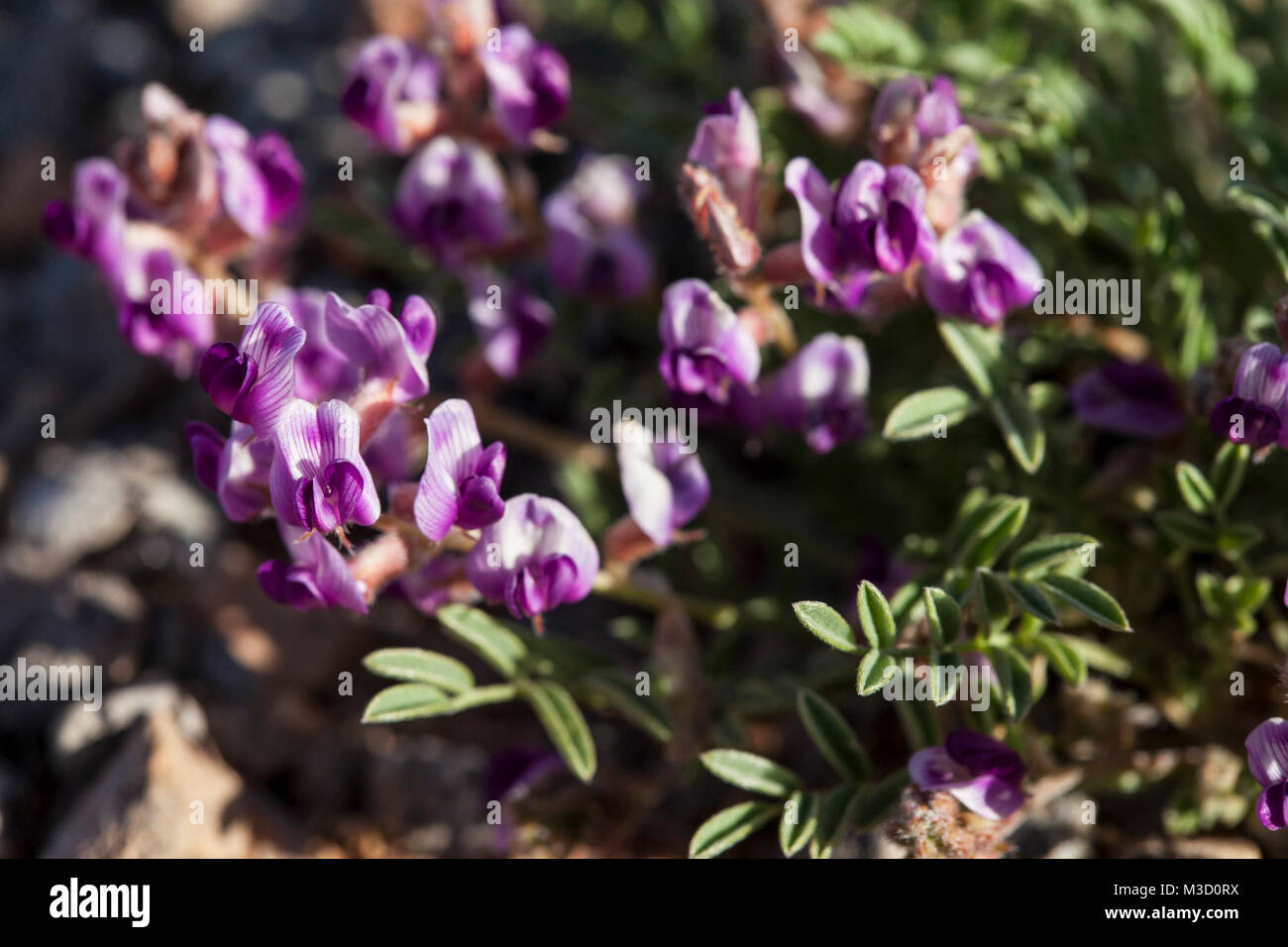 Astragalus sp hi-res stock photography and images - Alamy