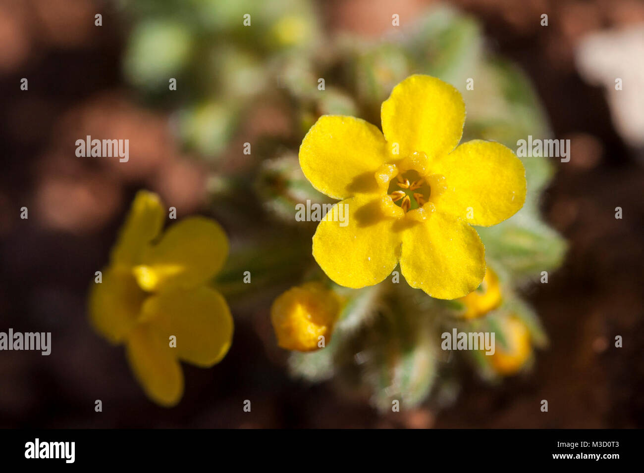 Yellow cryptanth (Cryptantha flava Stock Photo - Alamy