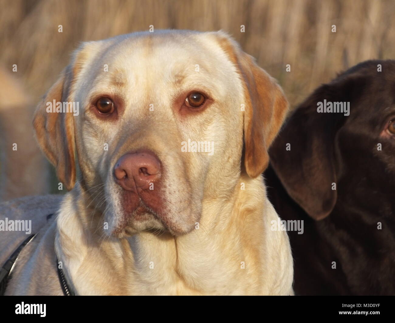 Golden Labrador Portrait in the sun. Buster Stock Photo - Alamy