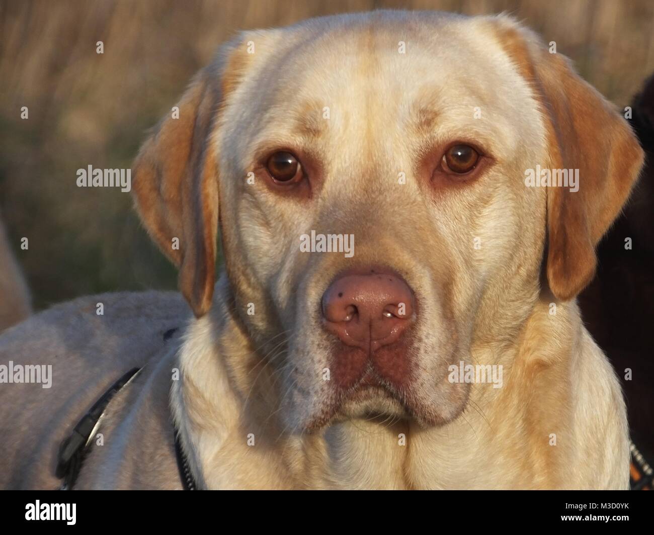 Golden Labrador Portrait in the sun. Buster Stock Photo - Alamy