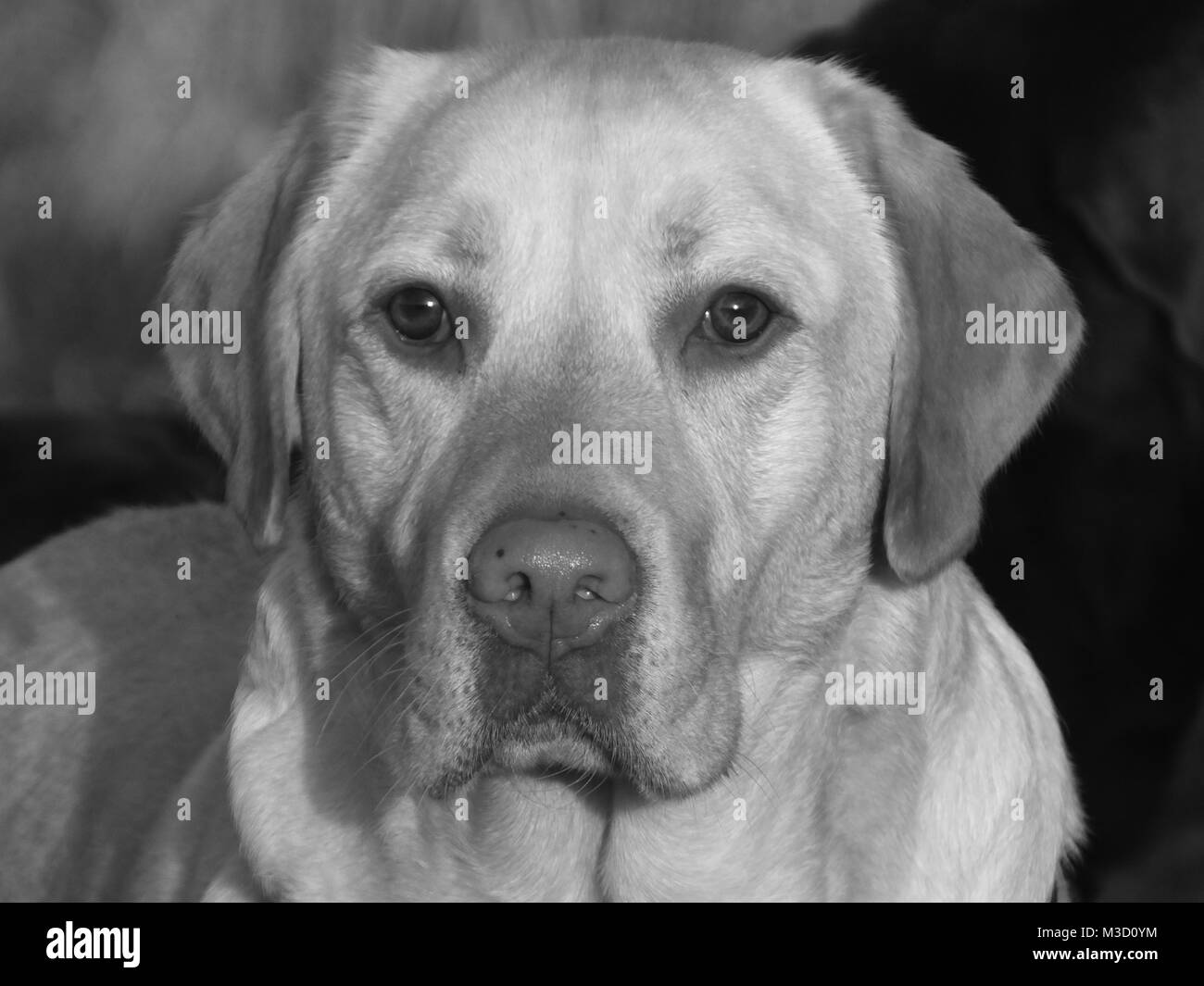 Beautiful golden Labrador black and white picture of face in sunshine ...