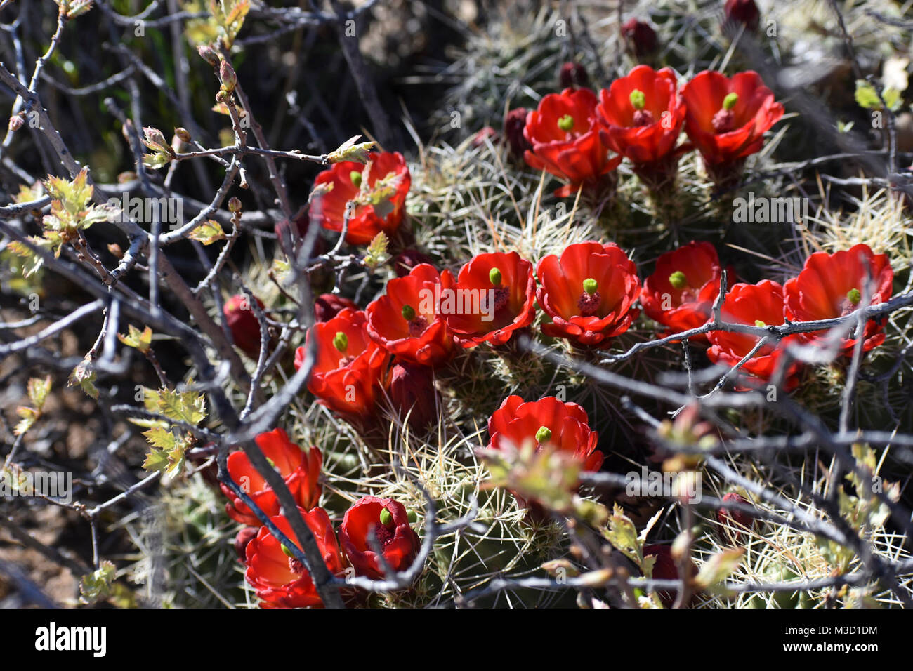 Cluster of Claret Cups Stock Photo - Alamy