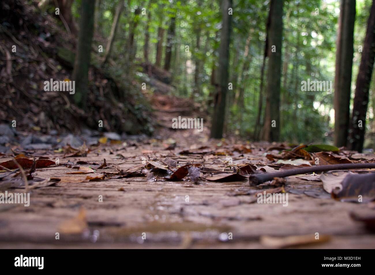 Ground level image of fallen leaves over a timber boardwalk path ...