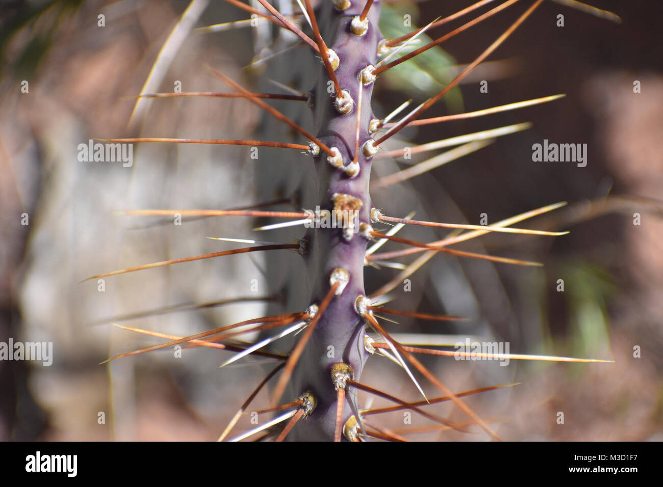 Purple Prickly Pear Stock Photo - Alamy