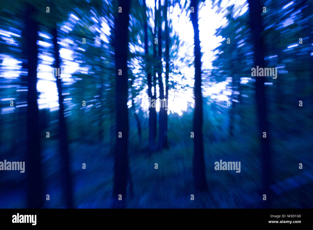 defocused Dark creepy scary forest in blue colours Stock Photo - Alamy