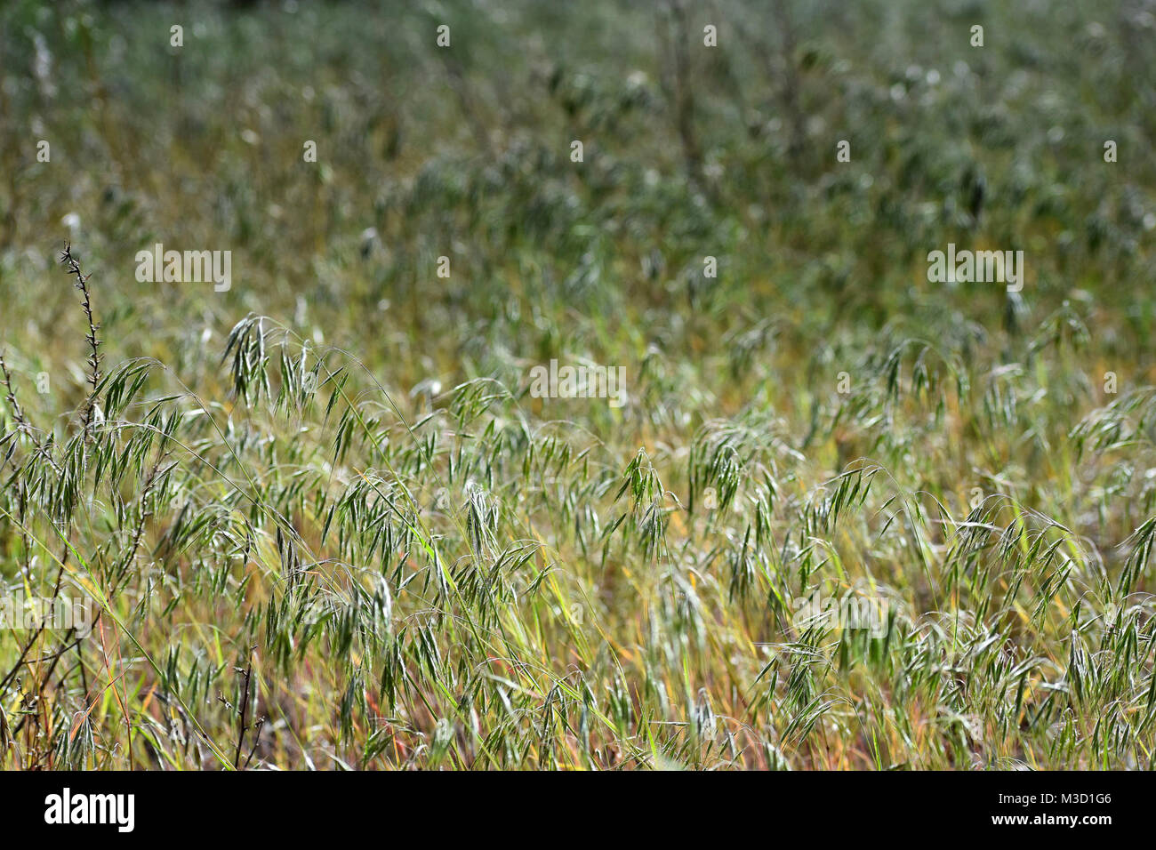 Cheatgrass hi-res stock photography and images - Alamy
