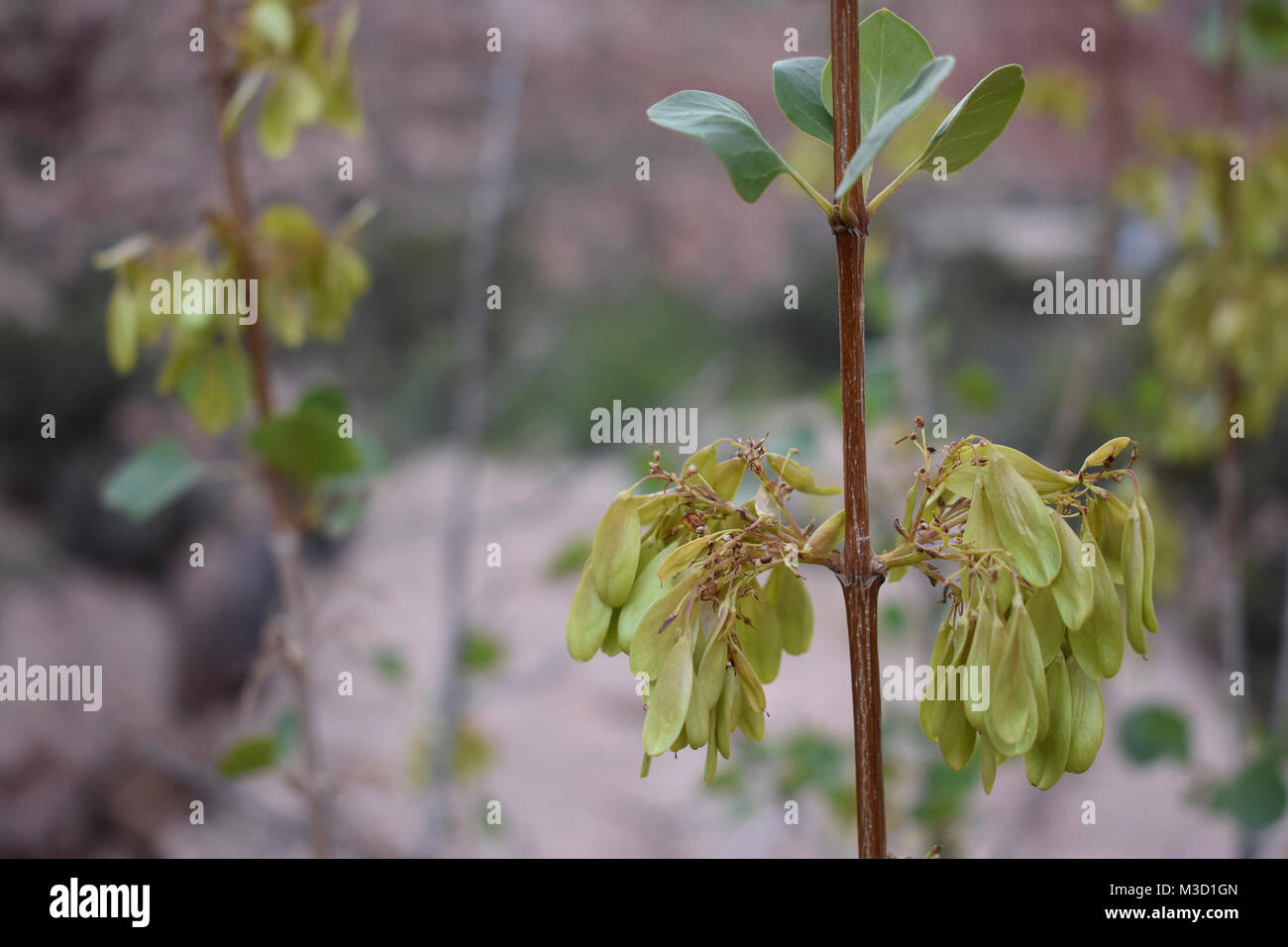 Single leaf ash hi-res stock photography and images - Alamy