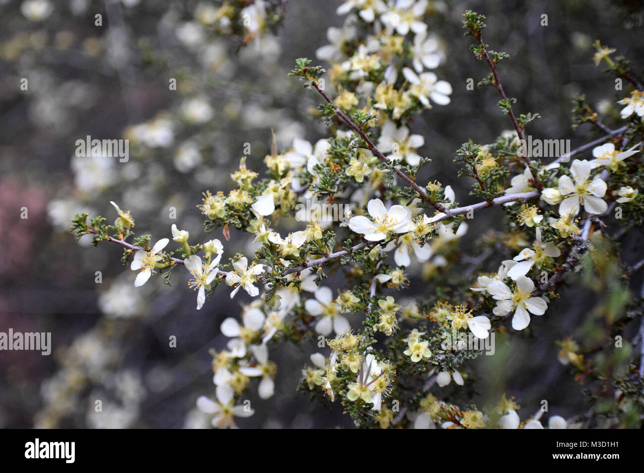 Cliffrose hi-res stock photography and images - Alamy