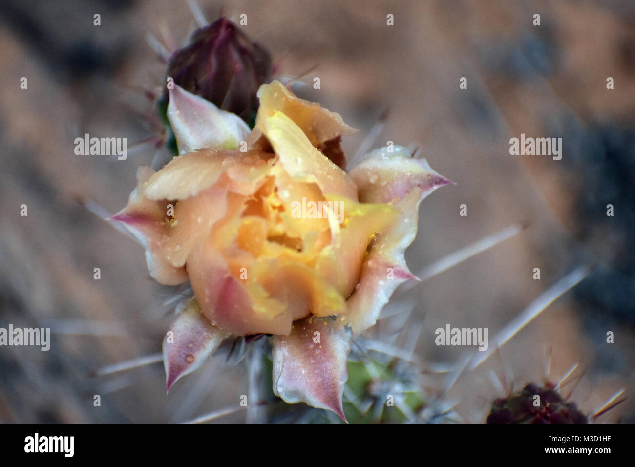 Prickly Pear Pollinate Stock Photo - Alamy