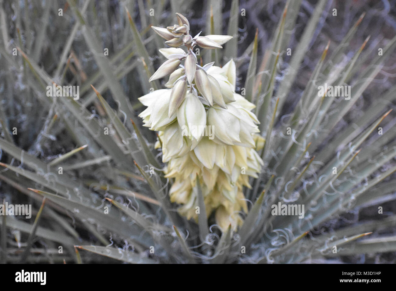 Yucca in Bloom Stock Photo - Alamy