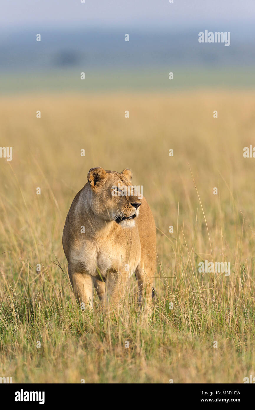 Lioness standing hi-res stock photography and images - Alamy