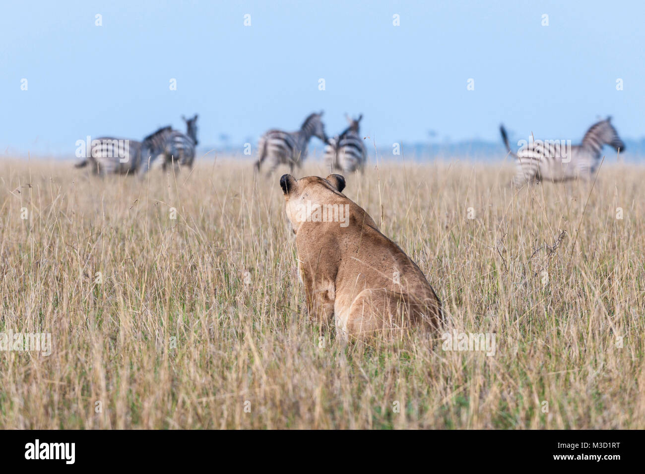 Lioness hunt zebra hi-res stock photography and images - Alamy