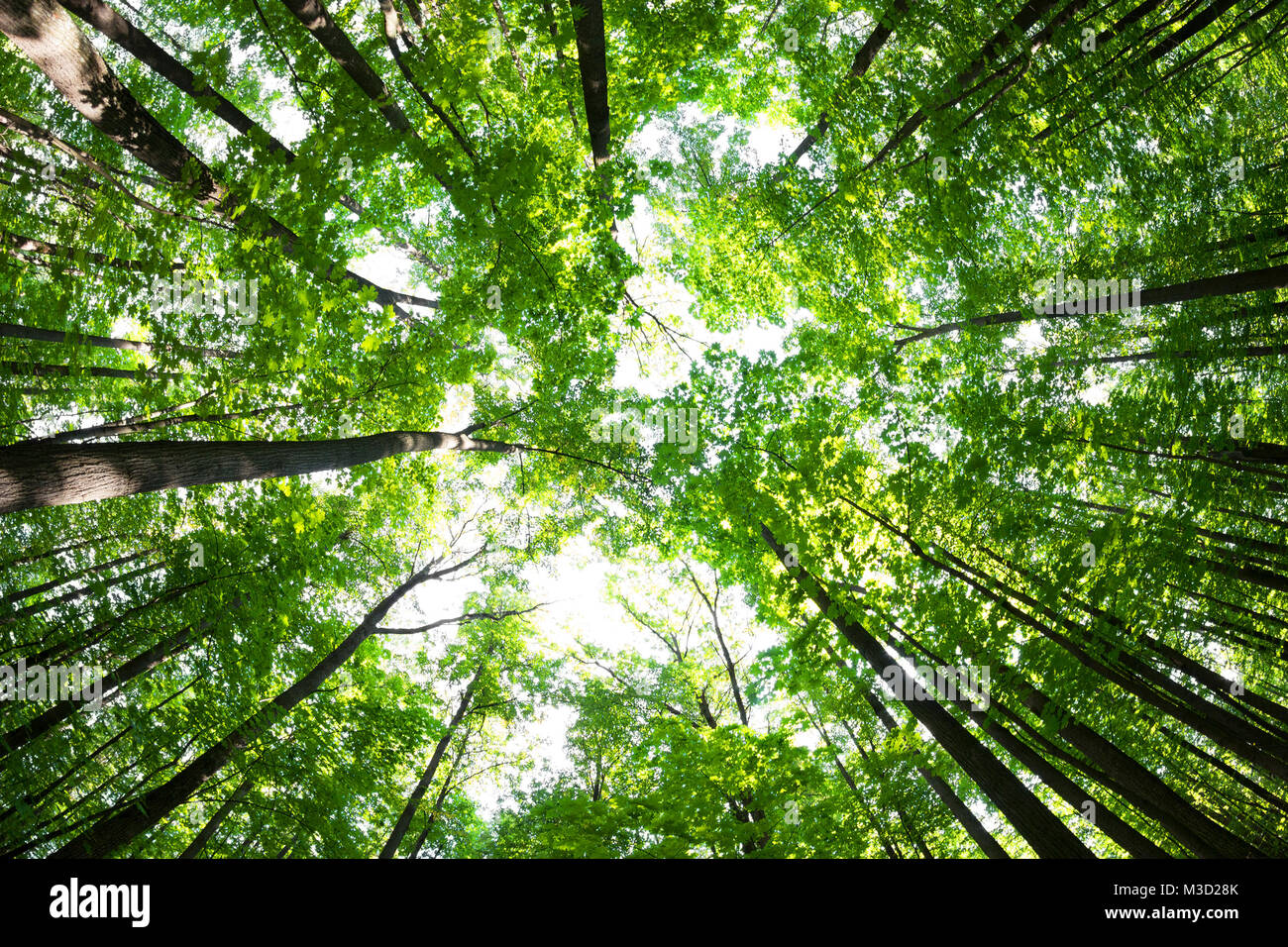 Light Green Forest Background
