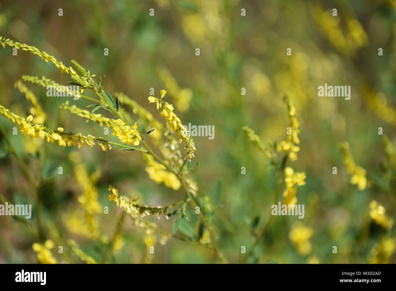 Yellow Sweetclover - Invasive Stock Photo - Alamy