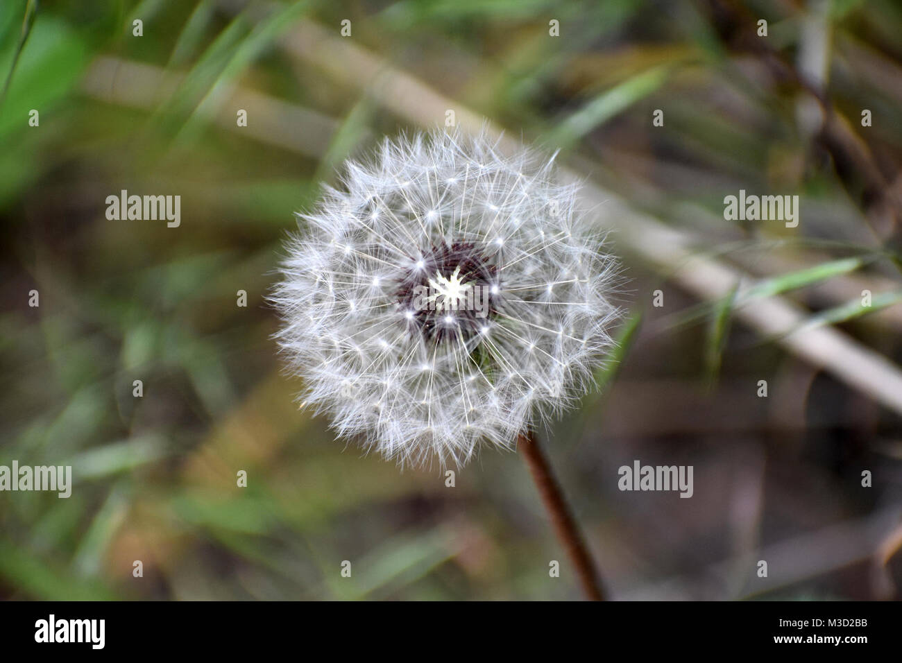 Dandelion ssed head Stock Photo - Alamy