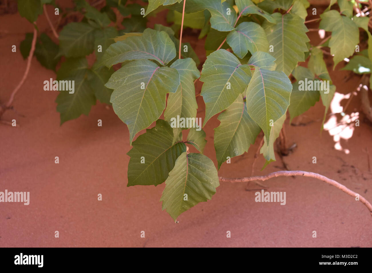 Poison ivy flowers hi-res stock photography and images - Alamy