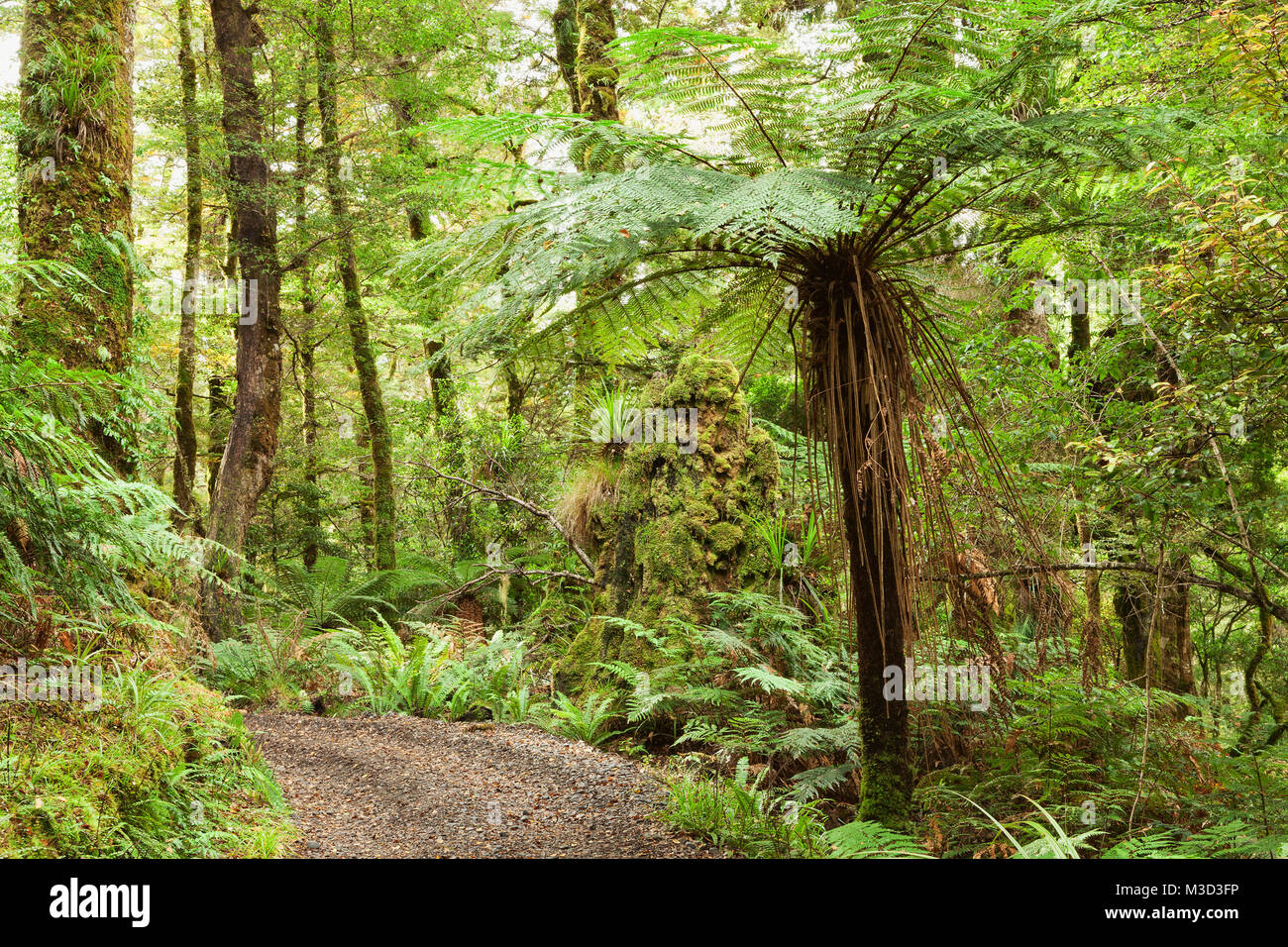 Rainforest treks hi-res stock photography and images - Alamy