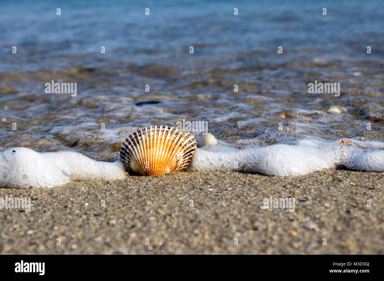 Seashell icon hi-res stock photography and images - Alamy