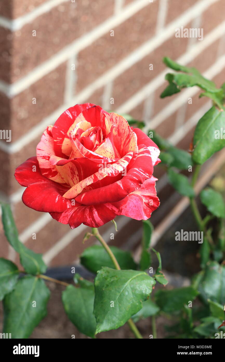 Tiger rose hi-res stock photography and images - Alamy