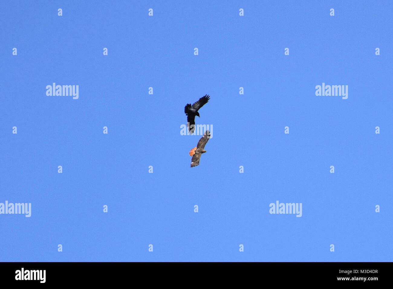 In Air Flight (Raven and Redtail Hawk Stock Photo - Alamy