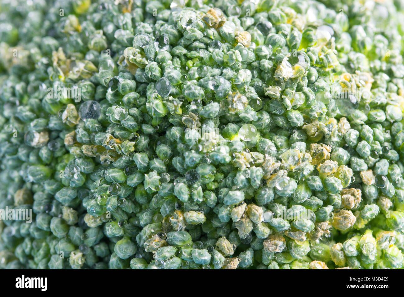 macro shooting of flowers of cabbage of broccoli with water drops Stock ...