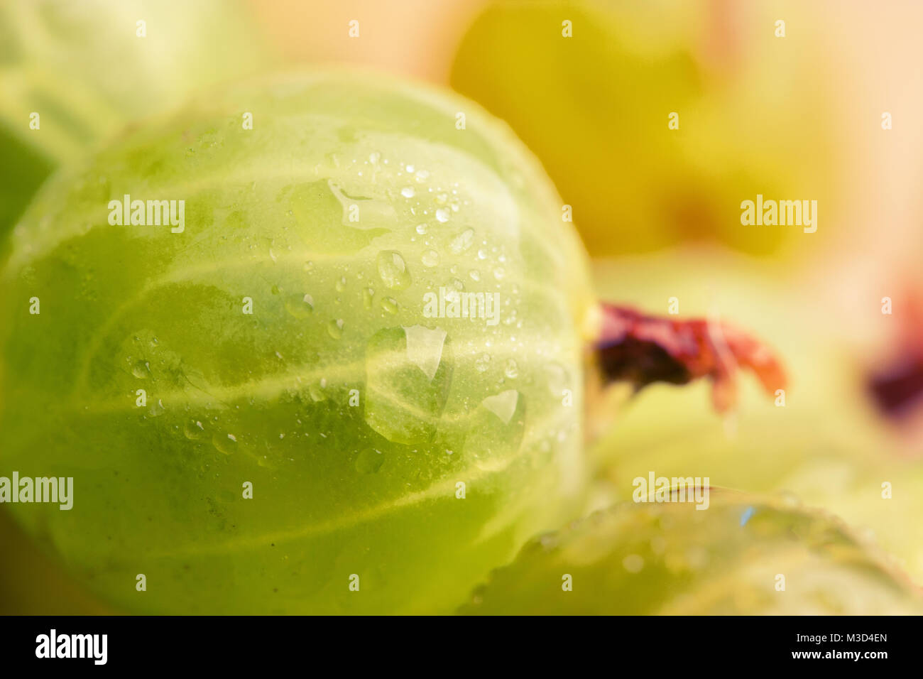 Closeup of green gooseberry with water drops Stock Photo - Alamy