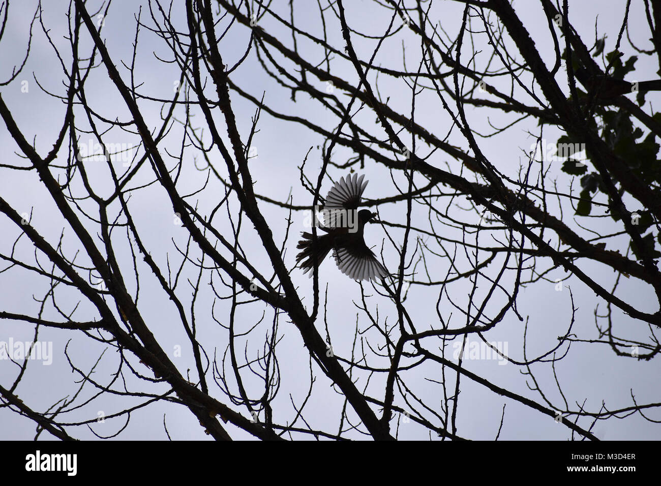 Bird flying to roost Stock Photo - Alamy