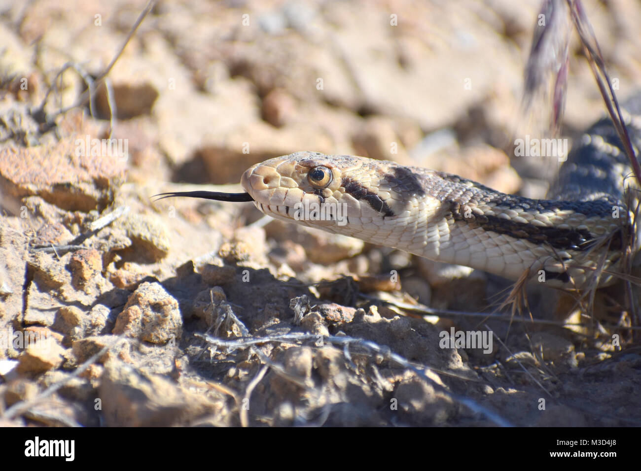 Gopher Snake Close-up Stock Photo - Alamy