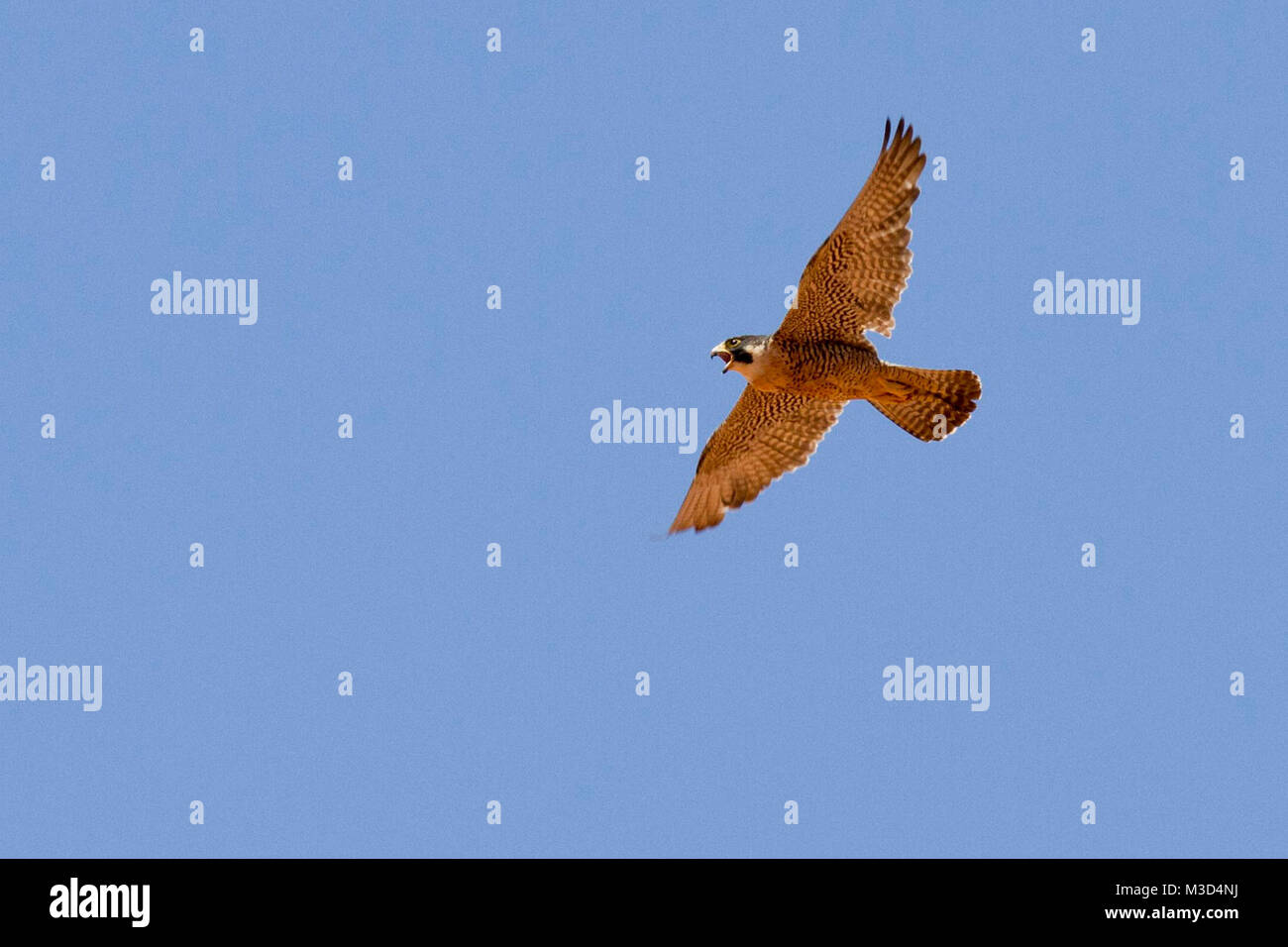 Peregrine Falcon calling on wing Stock Photo - Alamy