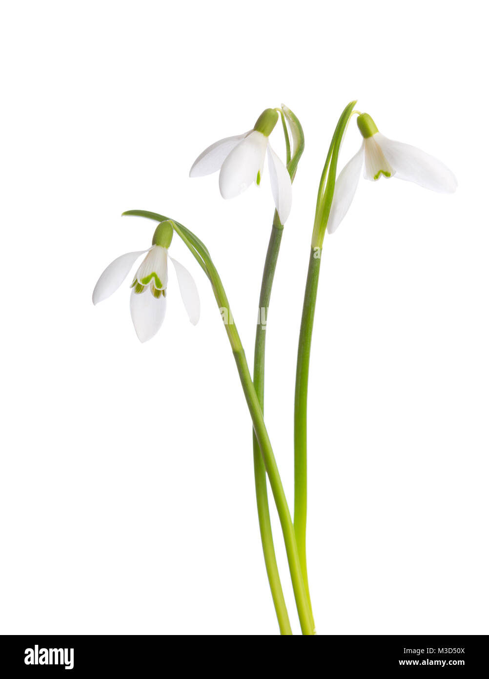 Three snowdrop flowers isolated on white background Stock Photo - Alamy