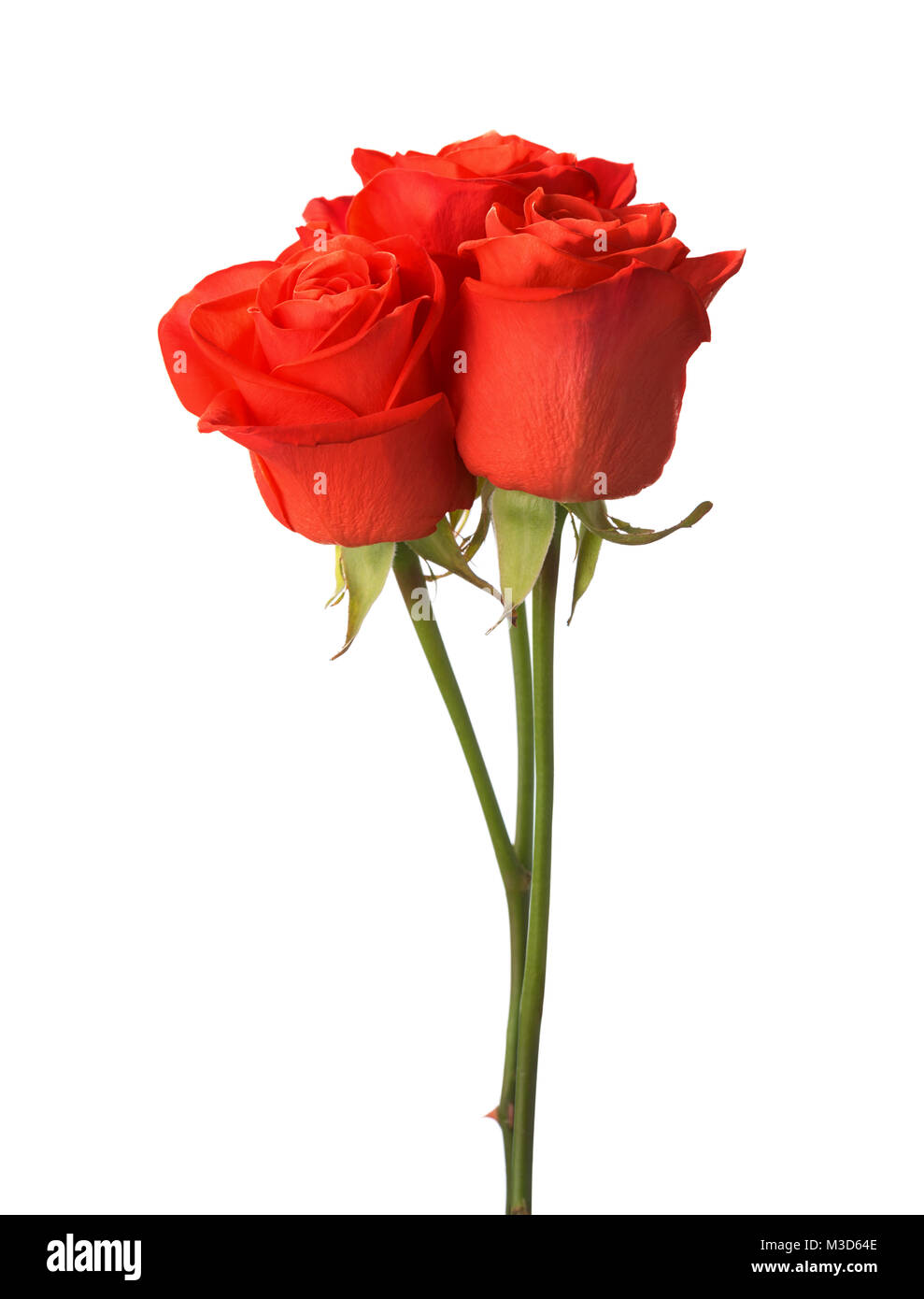 Three bright red roses isolated on white Stock Photo - Alamy