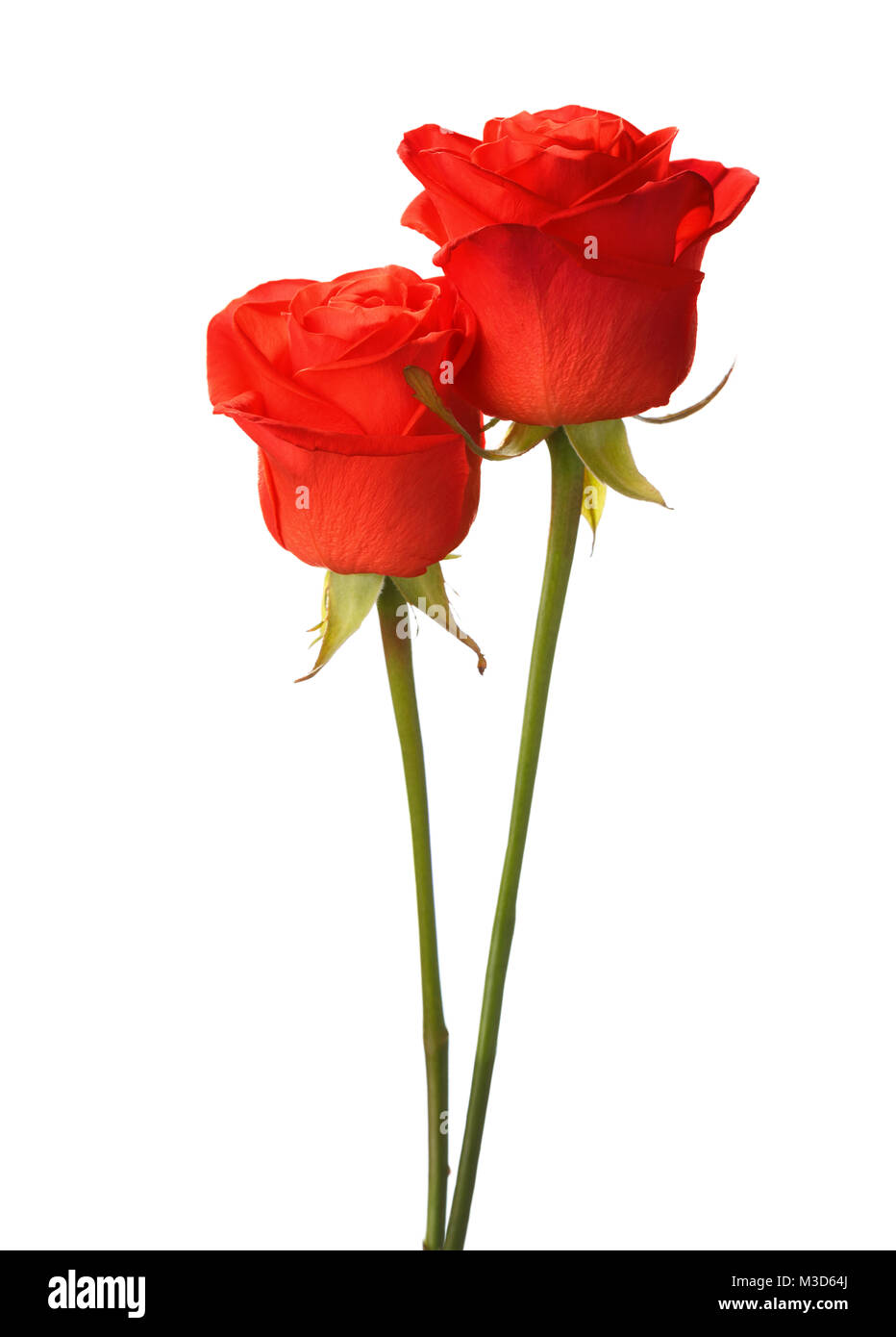 Two bright red roses isolated on white Stock Photo - Alamy