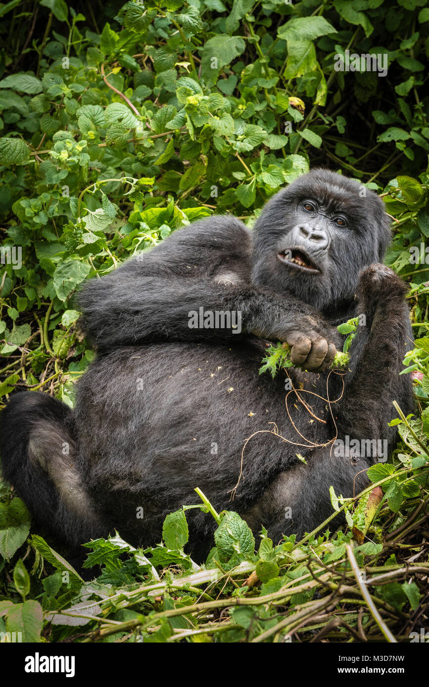 A silverback mountain gorilla, known as Guhonda of the Sabyinyo Group ...